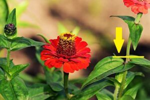 Best Annuals for a Cutting Garden - Garden The Earth