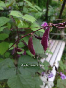 How To Grow Hyacinth Bean Vine - Garden The Earth