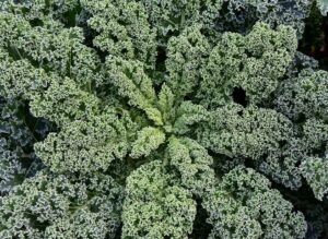 Vegetables High In Calcium You Can Grow - Garden The Earth