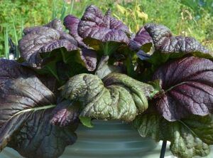 Vegetables High In Calcium You Can Grow - Garden The Earth