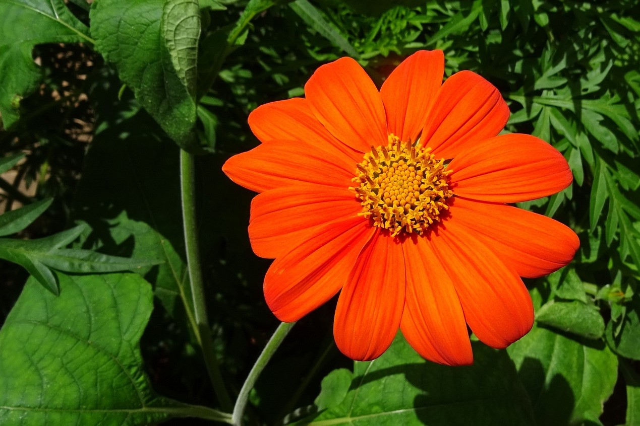 Grow Sunflowers - Garden The Earth